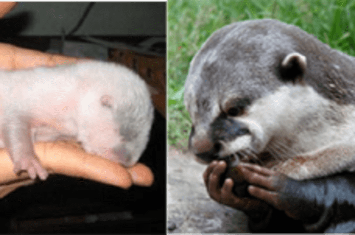 Kikongo Otter Sanctuary | Indiegogo