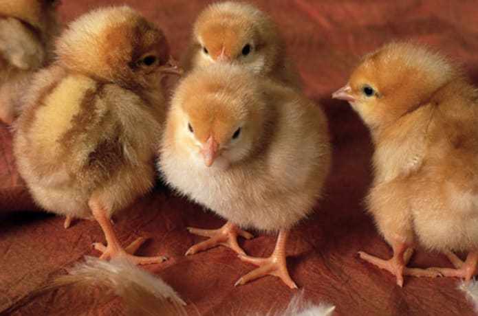 Save a chicken | Indiegogo