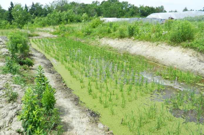 Maine Rice Project | Indiegogo
