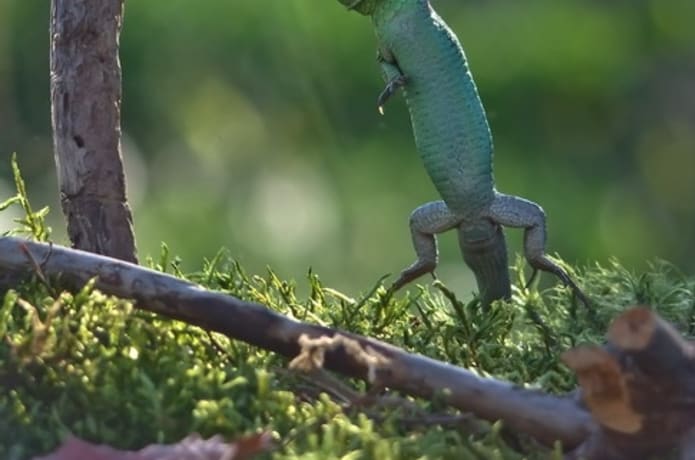 A Magical World Of Insects Photography Book | Indiegogo