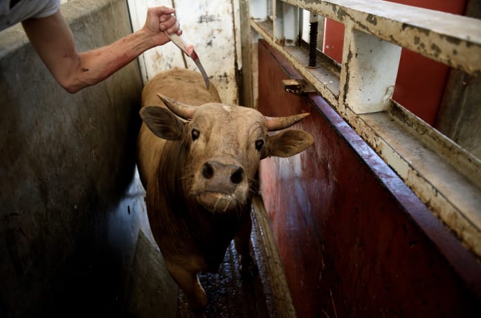 HIDDEN: Animals in the Anthropocene, by We Animals | Indiegogo