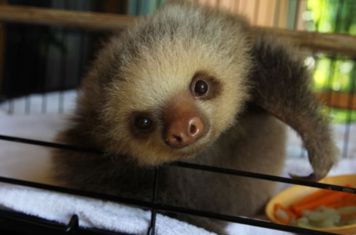 Save Our Sloths | Indiegogo