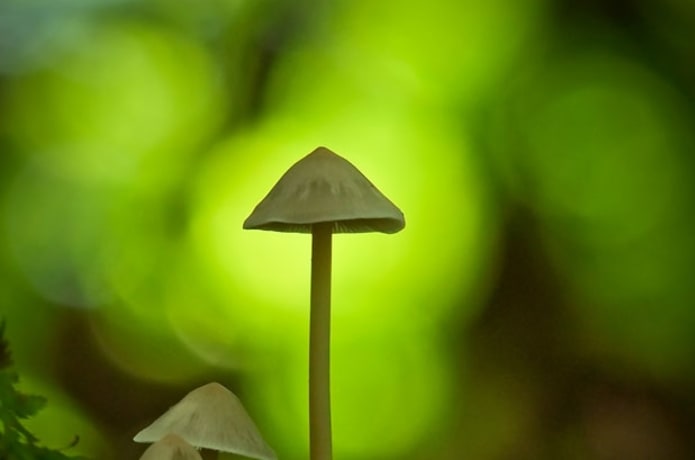 A Magical World Of Insects Photography Book | Indiegogo