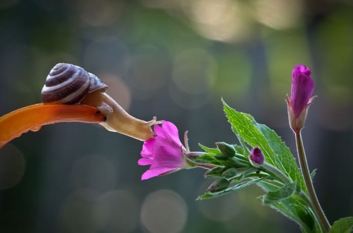 A Magical World Of Insects Photography Book | Indiegogo