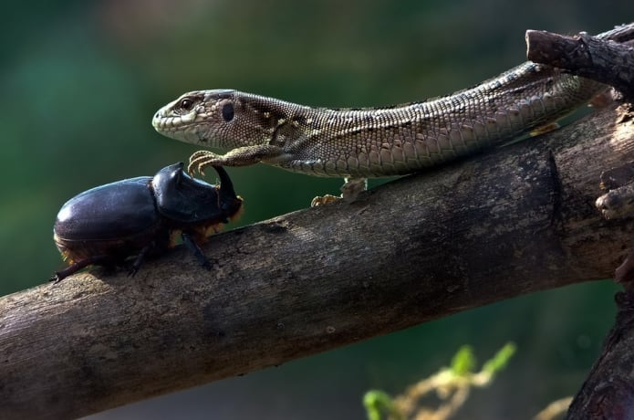 A Magical World Of Insects Photography Book | Indiegogo