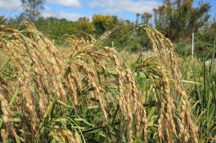 Maine Rice Project | Indiegogo