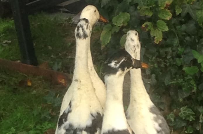 DuckPonics for Organic Vegtables and Fruit | Indiegogo