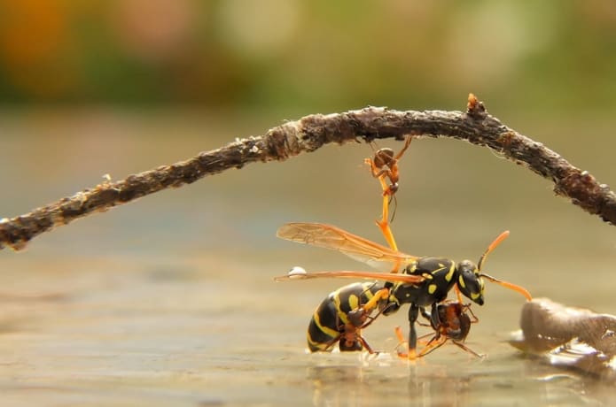 A Magical World Of Insects Photography Book | Indiegogo