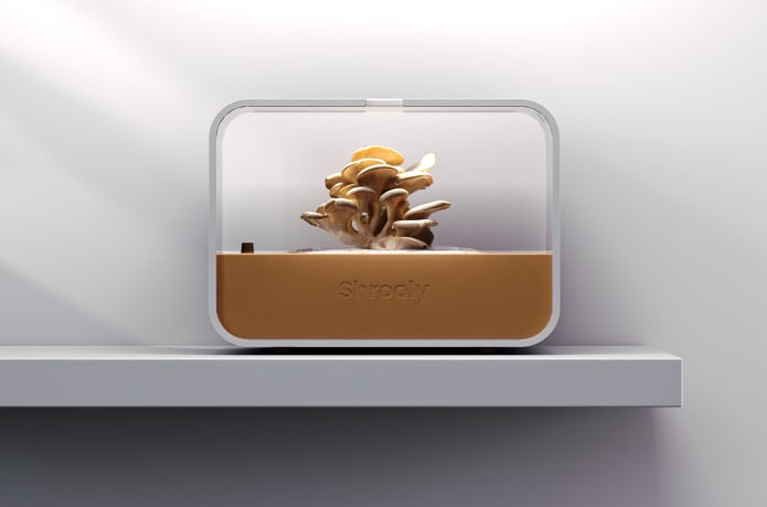 Shrooly: grow mushrooms you can't find anywhere | Indiegogo