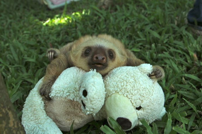 Save Our Sloths | Indiegogo