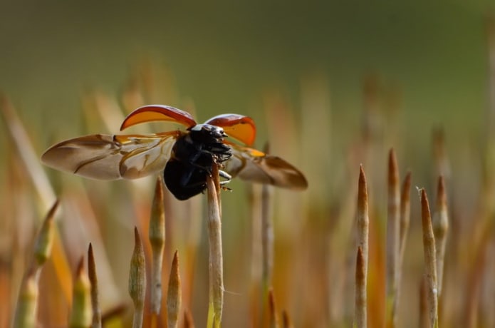 A Magical World Of Insects Photography Book | Indiegogo