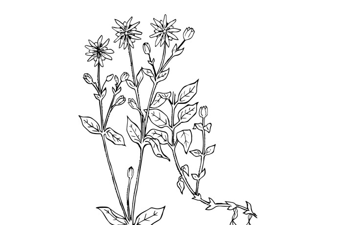 Medicinal Plants of the Northeast Coloring Book 2 | Indiegogo