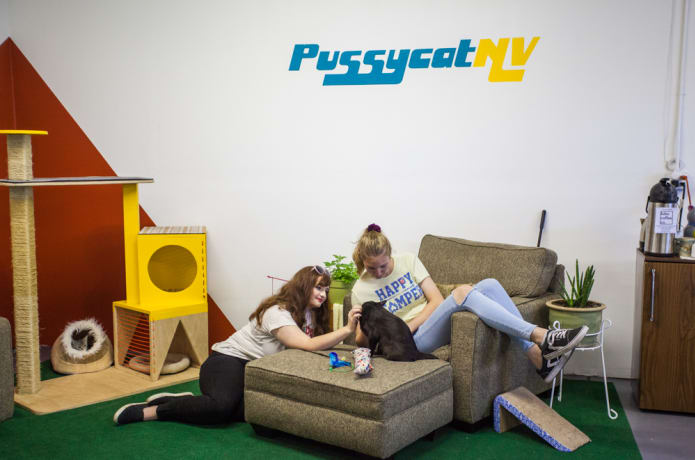 The Radical Cat is Coming to Reno | Indiegogo