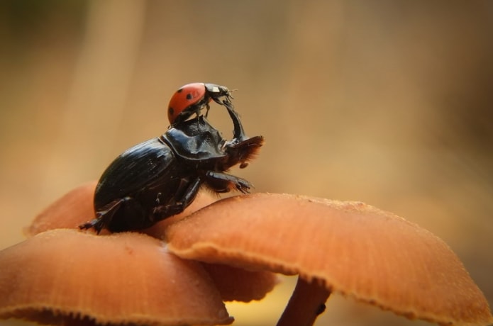 A Magical World Of Insects Photography Book | Indiegogo