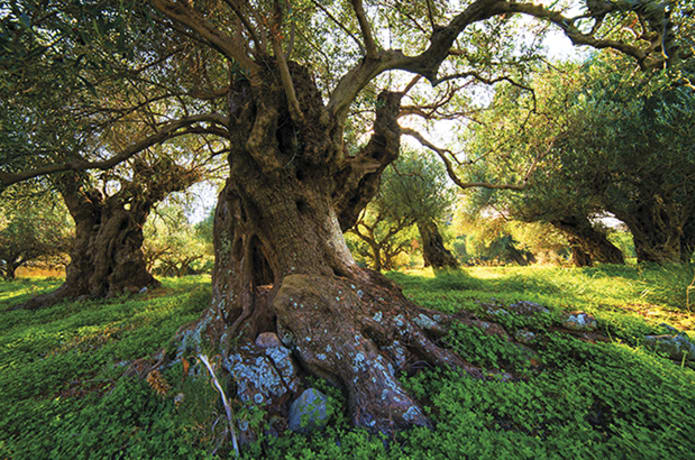 The centuries-old olive trees of Crete | Indiegogo