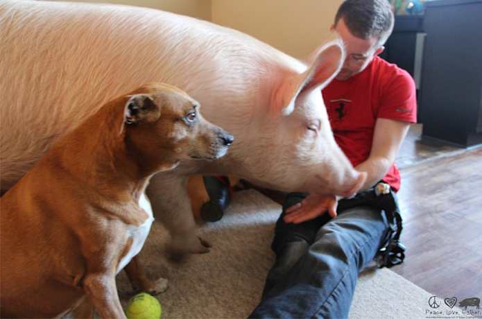 Esther the Wonder Pig- Farm Sanctuary | Indiegogo