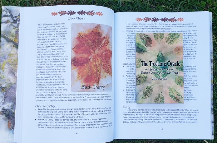 TreeLore Oracle Deck and Book by Dana O'Driscoll | Indiegogo