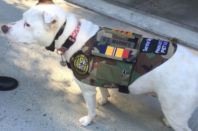 Dog Vests 4 Vets | Indiegogo
