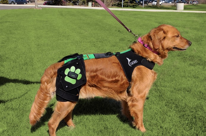 Embrace Relief System -- Dog Pain Relieving Device | Indiegogo