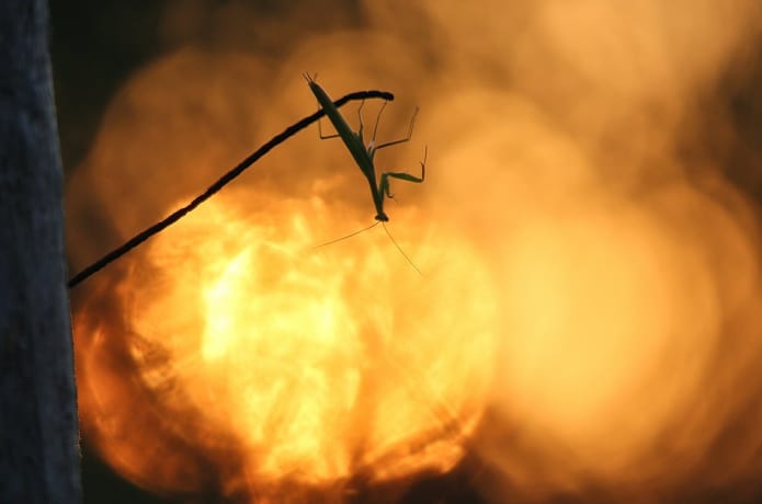 A Magical World Of Insects Photography Book | Indiegogo