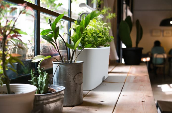Botanium Vega - Simplified Indoor Gardening | Indiegogo