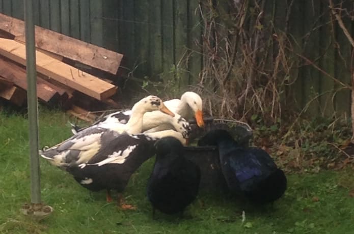 DuckPonics for Organic Vegtables and Fruit | Indiegogo