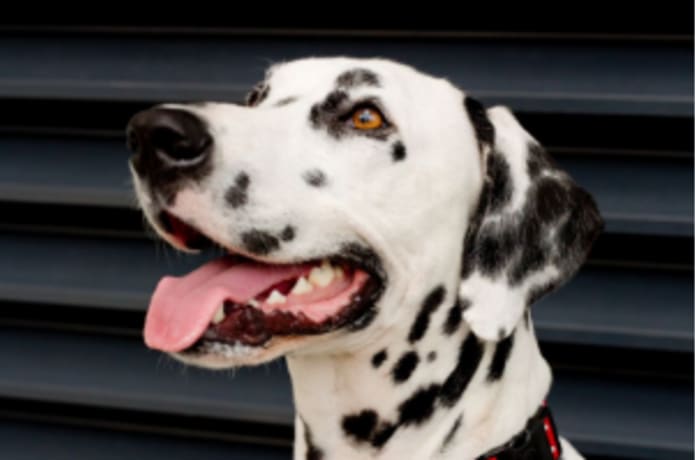 iKON- The Best Tracking Device with a SMART BUTTON | Indiegogo